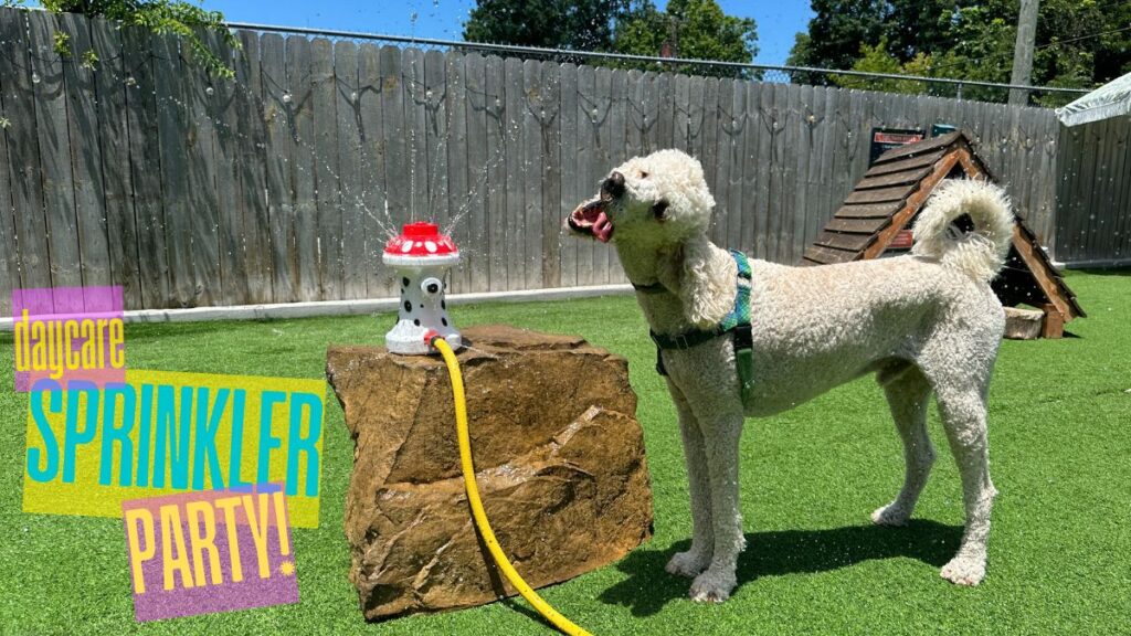 Daycare Sprinkler Party - The Bark Knoxville