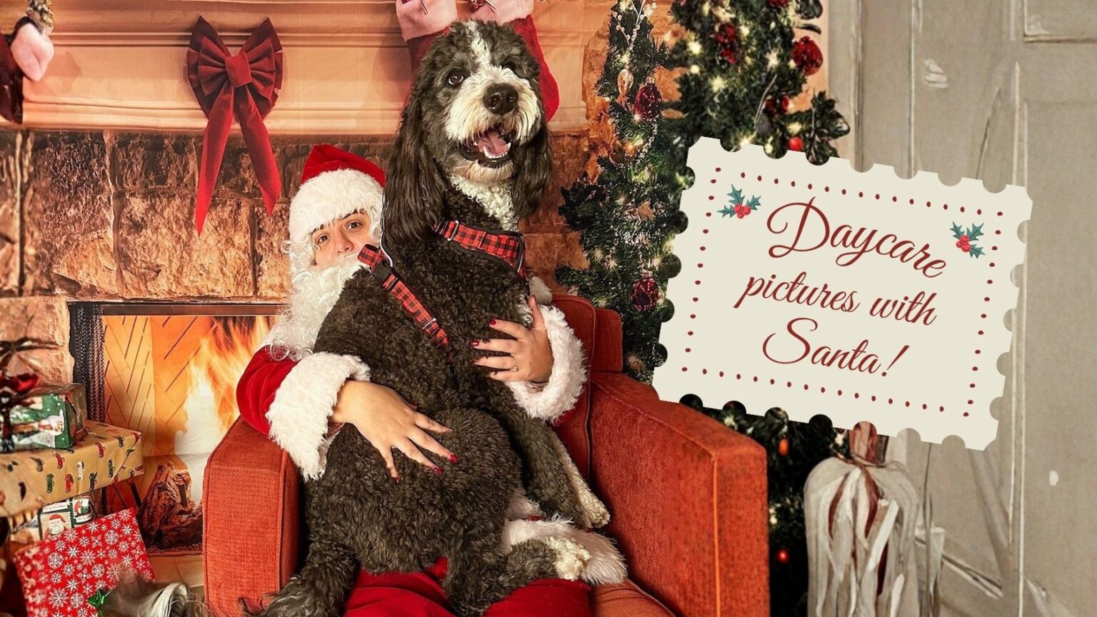 Daycare Pictures With Santa - The Bark Knoxville